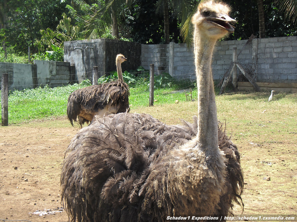 Ostrich Farm, Camiguin - The only ostrich facility in the Philippines ...