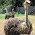 Ostrich Farm, Camiguin - The only ostrich facility in the Philippines ...