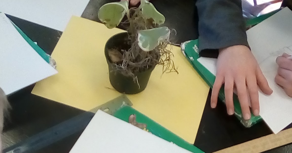 Science Grades 6 to 8 from USA Heartland: Life Science Grade 6 Plant ...