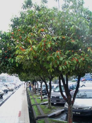 Jenis-jenis Pohon Peneduh yang Biasanya Ada di Tepi Jalan ~ Juragan Les