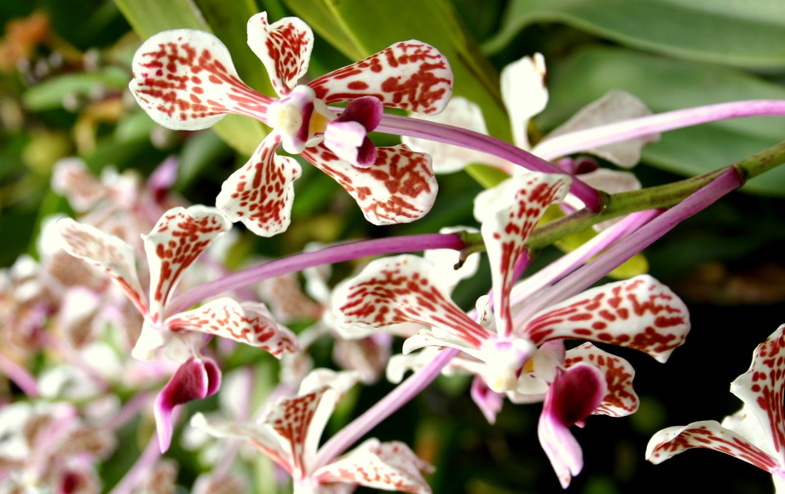 Paling Bagus 18+ Bunga Anggrek Manfaatnya - Gambar Bunga Indah