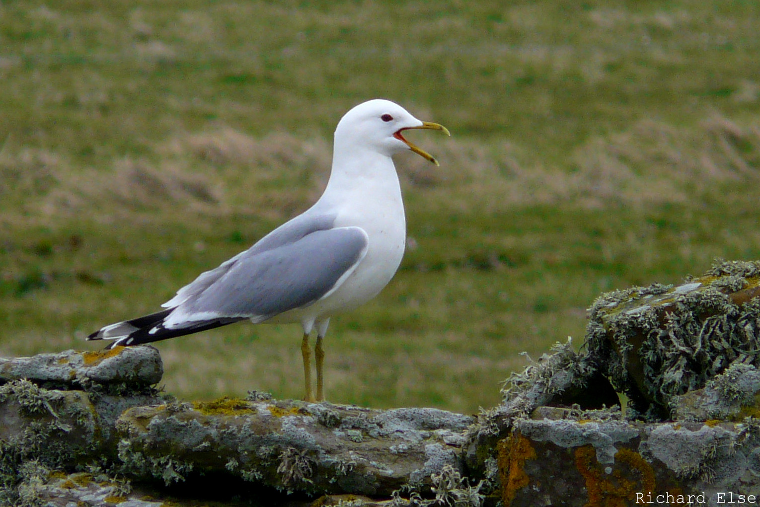 North Ronaldsay Bird Observatory: 8th April