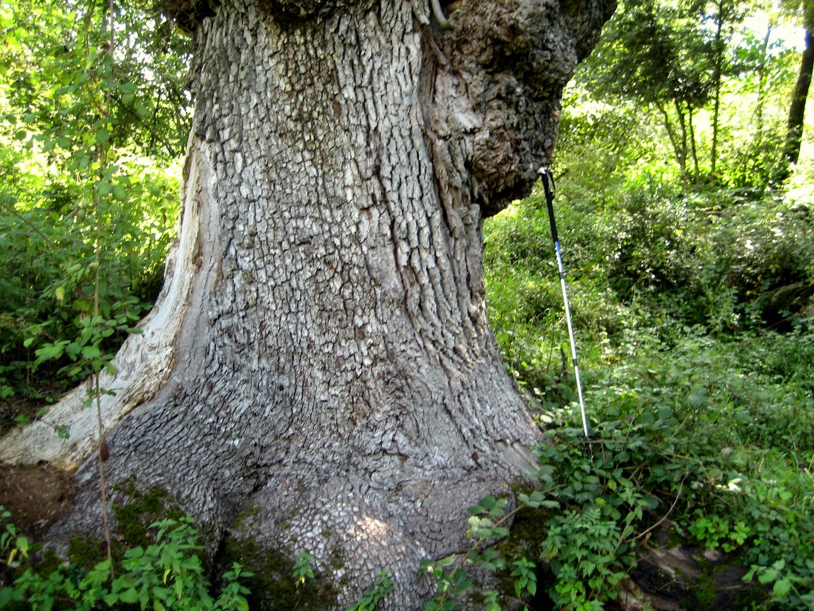 Árboles con alma: Roble pubescente. Roure Martinenc. (Quercus humilis)