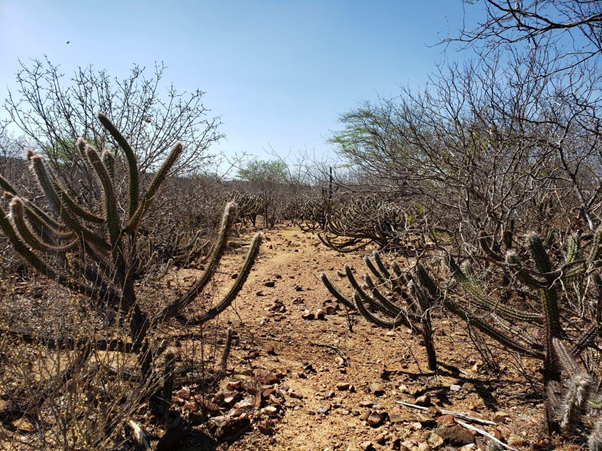 A importância da Caatinga para a conservação da biodiversidade e bem ...