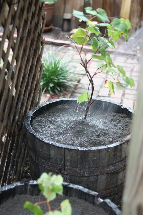 I Heard It Through The Grapevine... | 17 Apart