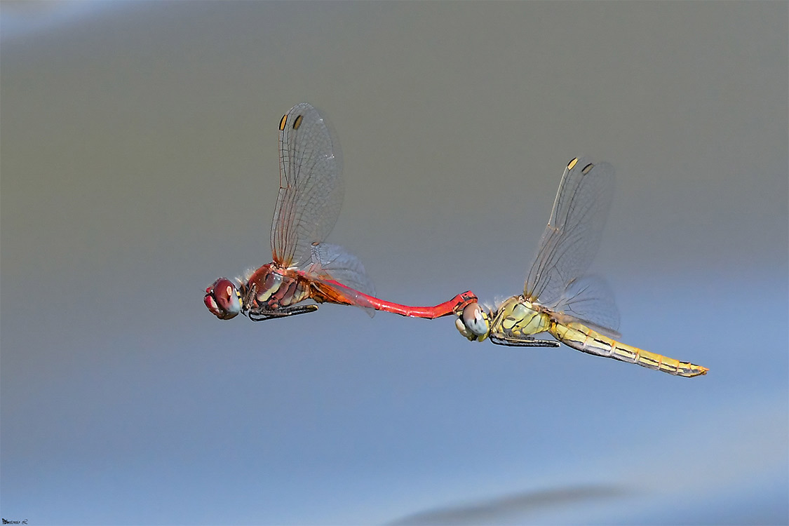 Objetivo: Naturaleza Viva: Libélula roja migradora (Sympetrum fonscolombii)