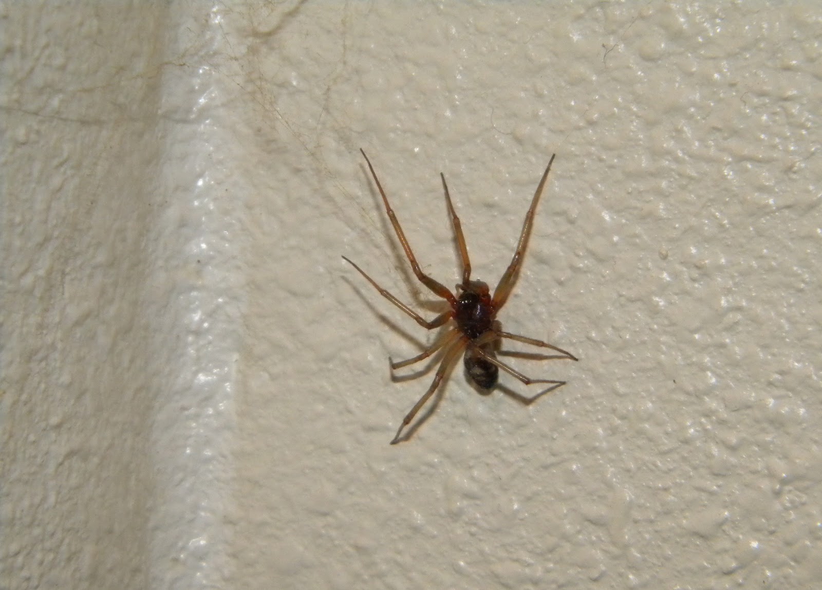 WEB OF EVIL (& ENNUI): Sunday Spider Shots