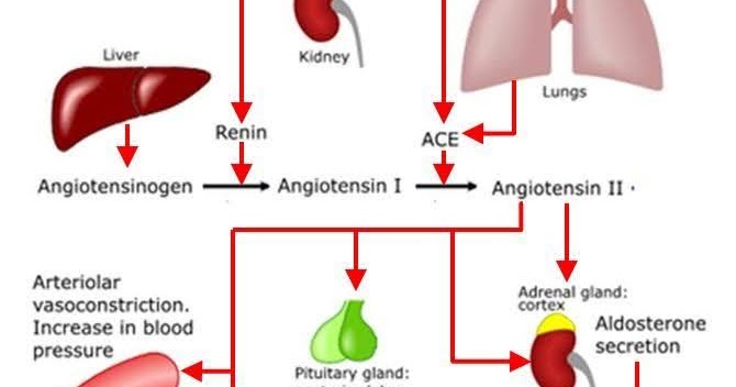 Renovascular Hypertension (RVH) part2: Pathophysiology: RAAS, Models ...