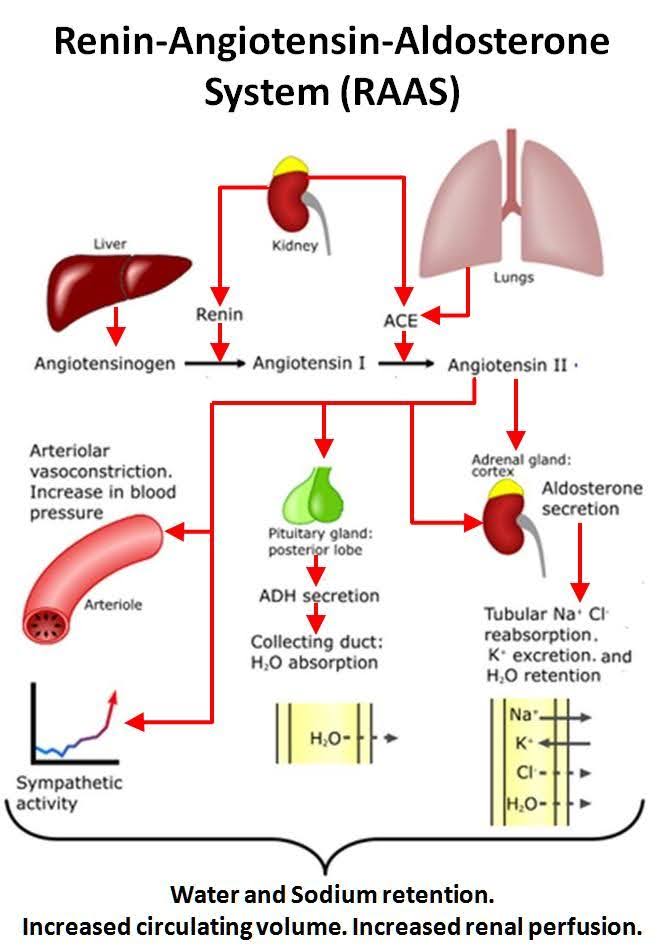 Renovascular Hypertension (RVH) part2: Pathophysiology: RAAS, Models ...