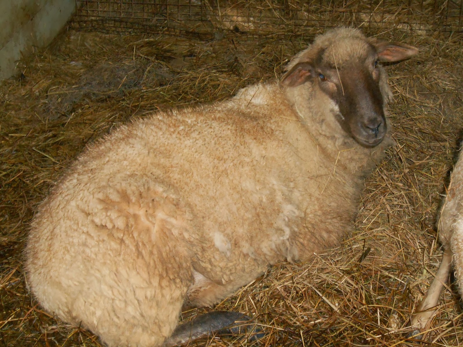 Outback Farm: Sick sheep. And Merry Christmas to all!