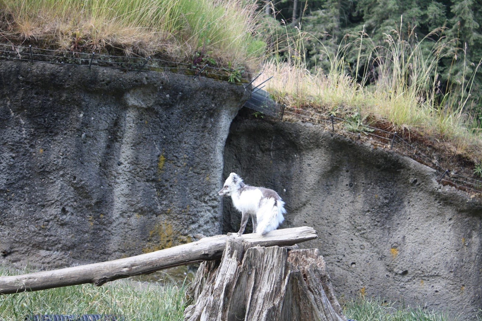A Little Time and a Keyboard: Point Defiance Zoo & Aquarium {Nature ...
