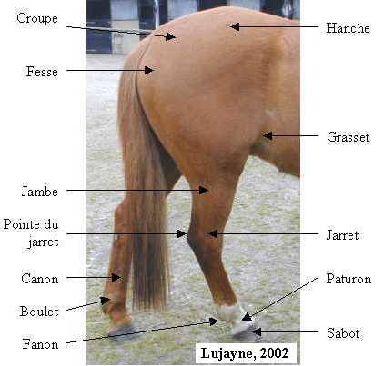 Horse is Life. ♥♪: G1. Les parties principales de l’extérieur de sa ...