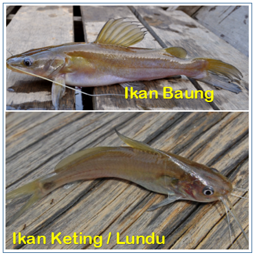 Tips Cara Mancing Ikan Baung - Mancing Yuuk