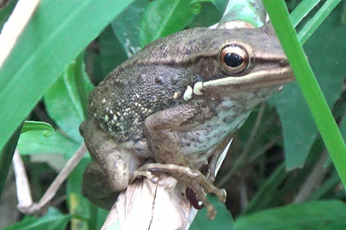 Java white-lipped frog (Chalcorana chalconota)