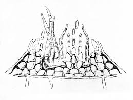 PAT 219 Applied Plant Pathology