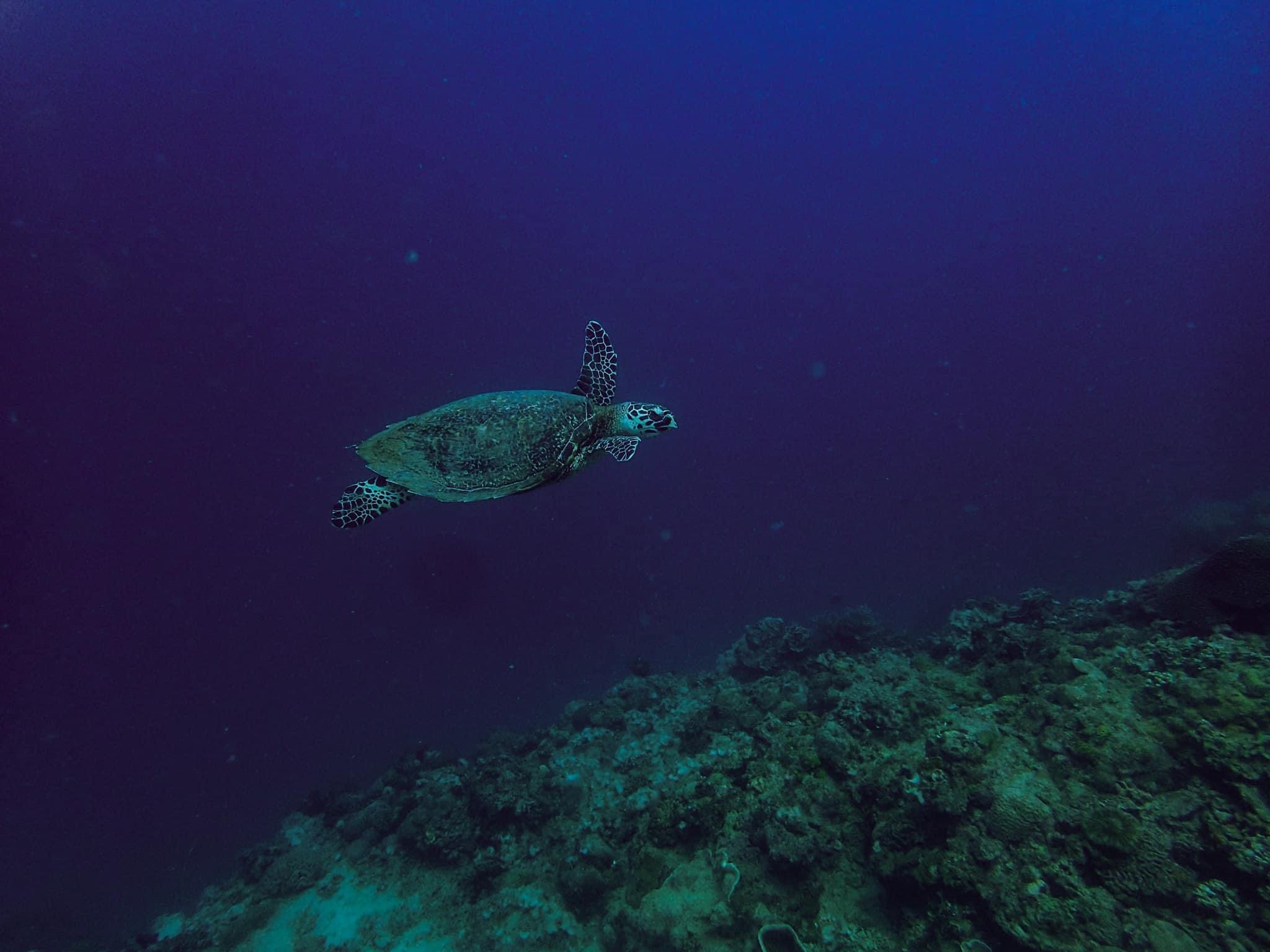 Elal Lasola Travel & Photography: Cebu | Dive at Kuya Jom’s Crib, Catmon