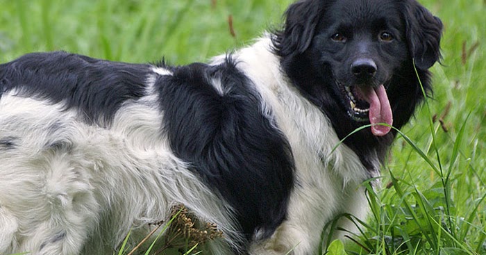 All You Need to Know about Stabyhoun Dog Breed - Doglopedix