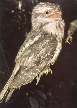 Mitos y leyendas de Argentina: El Kakuy | Veamos Una De Miedo - Terror ...