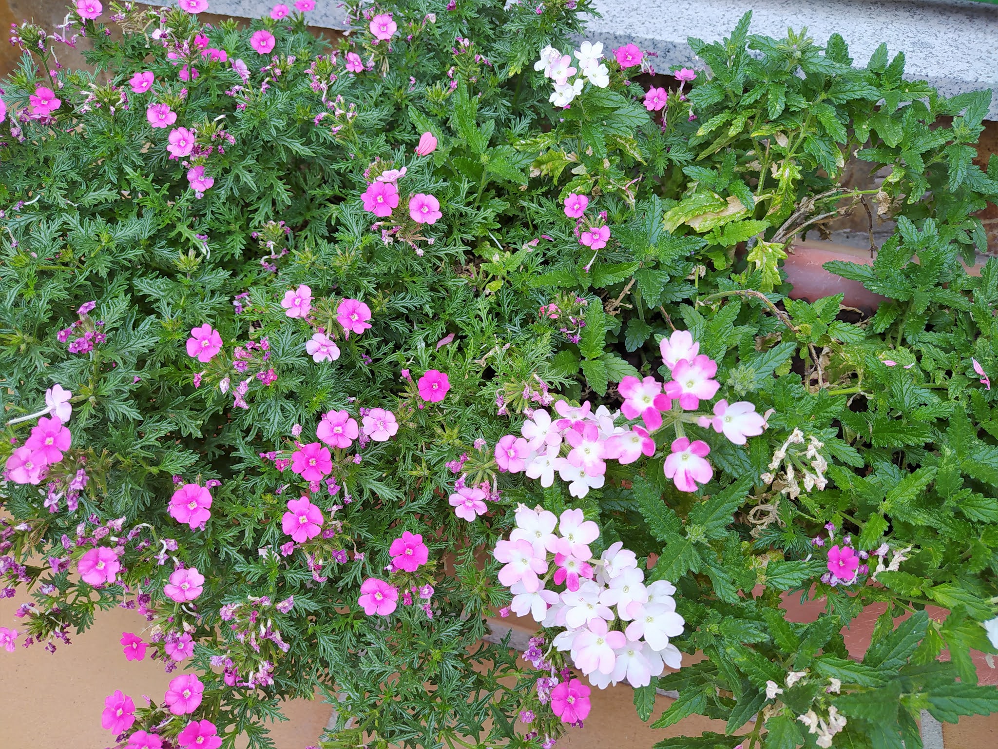 Biosfera vegetal.: Verbenas (Verbena repens Spreng. ex Steud. y Verbena ...