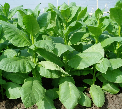 Tembakau Cerutu: Tanaman Tembakau