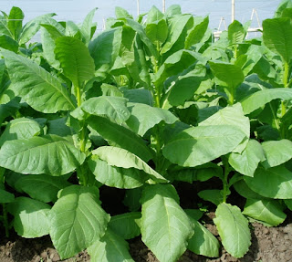 Tembakau Cerutu: Tanaman Tembakau