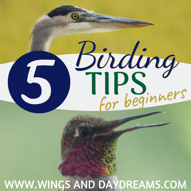 Wings and Daydreams: 5 Birding Tips for Beginners