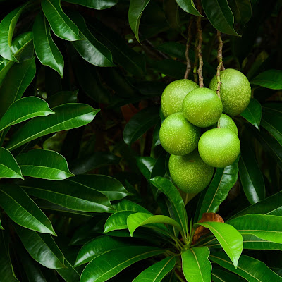 The World's Most Dangerous And Poisonous Trees