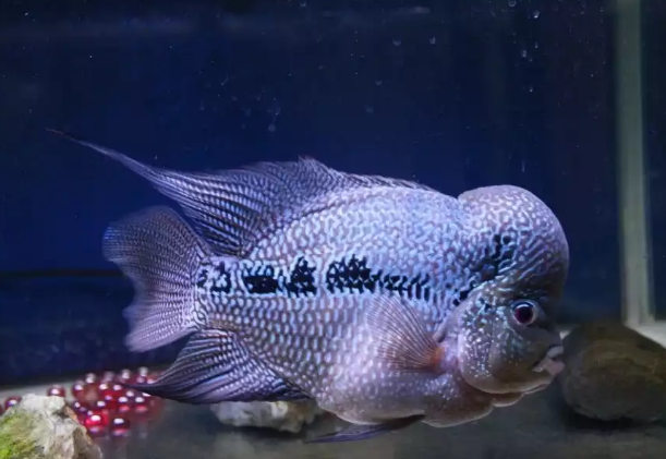 Segala Sesuatu Tentang Ikan : Tahukah Anda ? Jenis Ikan Louhan Termahal ...