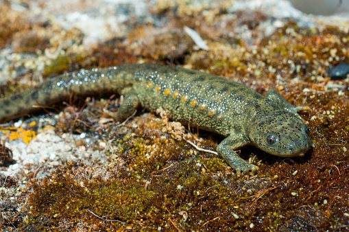 AMPHIBIANS (AMPHIBIA) (Salamanders, toads, frogs, newts, caecilians, etc.)