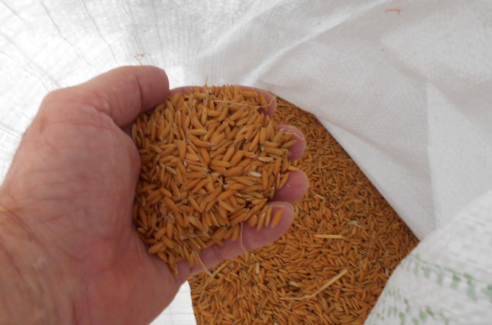 Perpetuating Peace in Panama: Don Alberto- Rice Cleaner