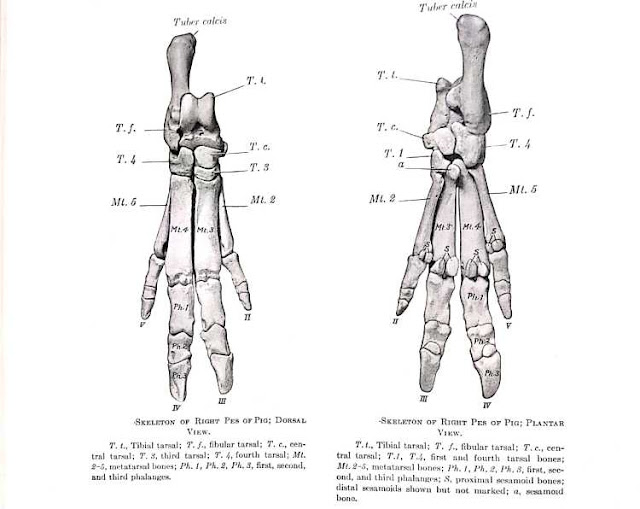 Bones of Metatarsus and Digit/Digits | Gross Anatomy | Anjani Mishra