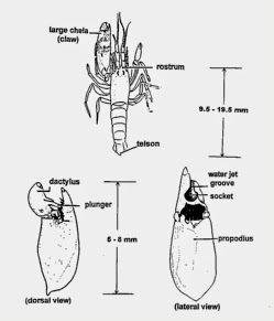 Symbiotic Relationships in the Natural Environment: The Goby and Pistol ...