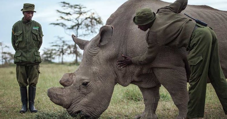 Top 10 rarest animals in the world