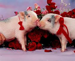 Happier Than A Pig In Mud: Happy Valentine's Day-Pig Alert!