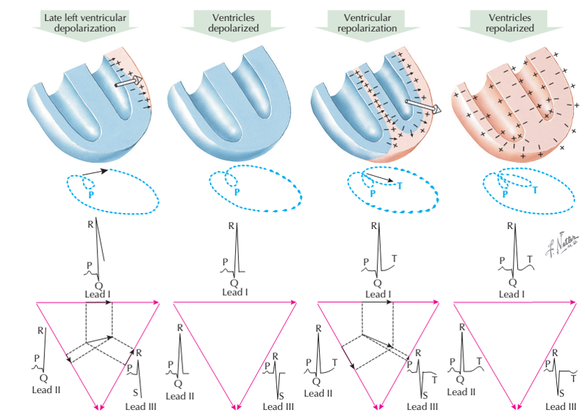 In ECG, the P wave signifies depolarization of the atria. However, the ...