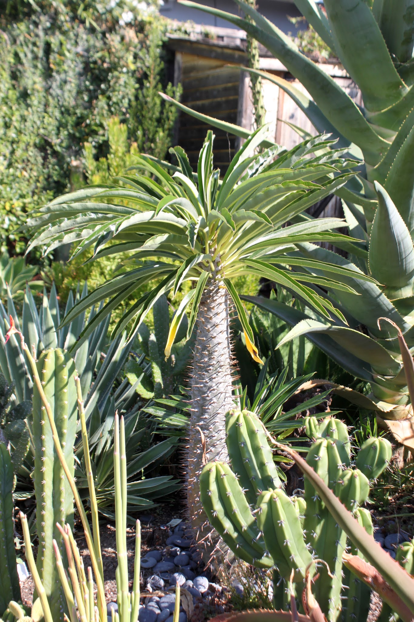 Growing Pachypodium lamerei