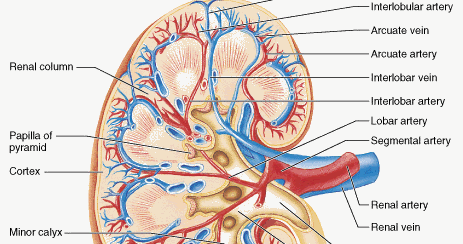 MD LINK: VI - Fisiologia Renal - 2