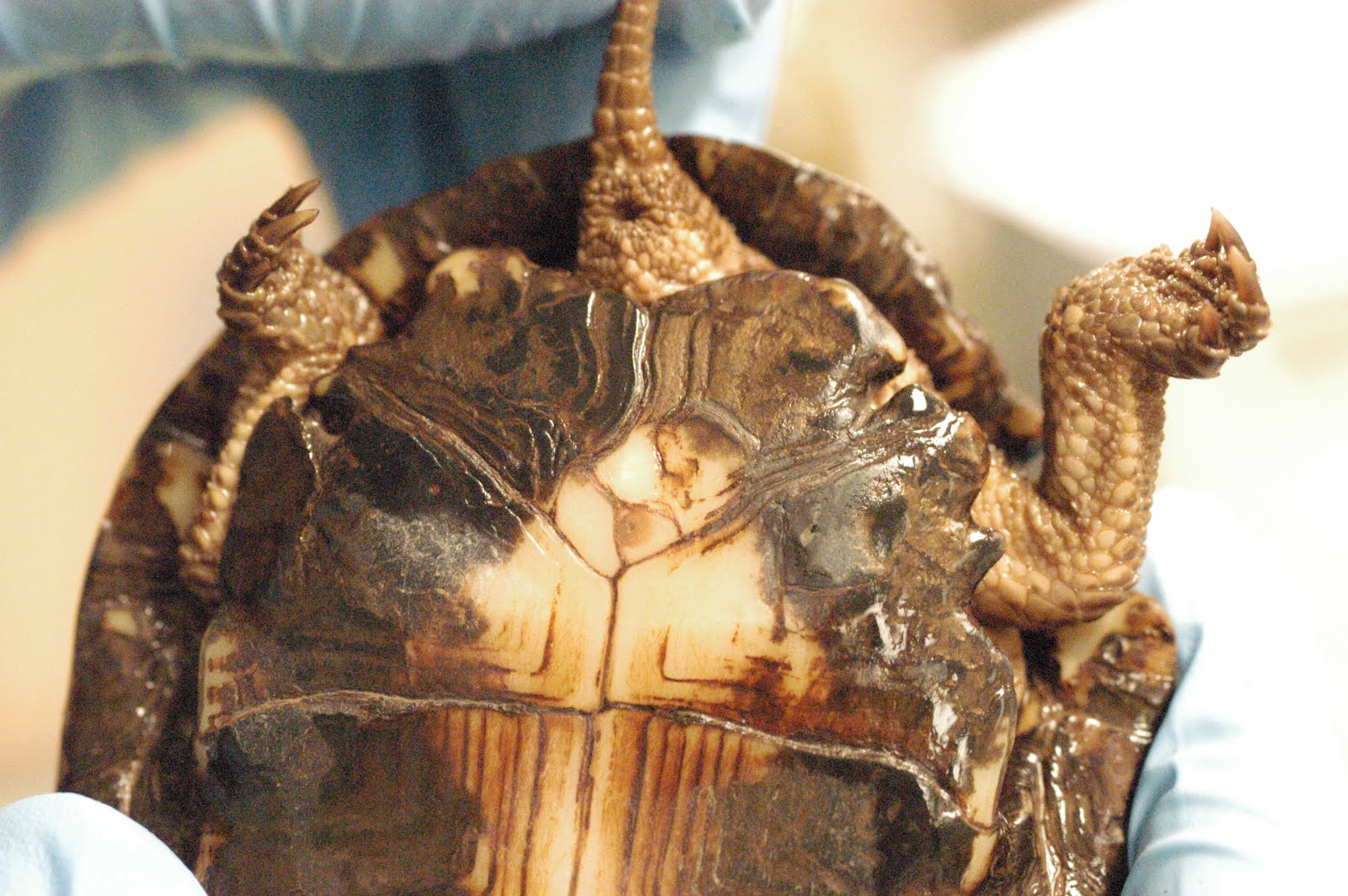 Biology of the Reptilia: Lab 2: Testudines (Brad and Michelle)