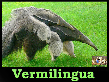 FOTO NATURA HUESCA 2: OSOS HORMIGUEROS Vermilingua Johann Karl Wilhelm ...