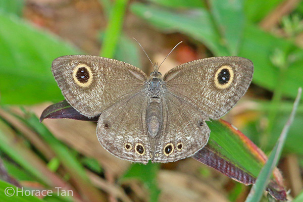 Butterflies of Singapore: Life History of the Common Four Ring