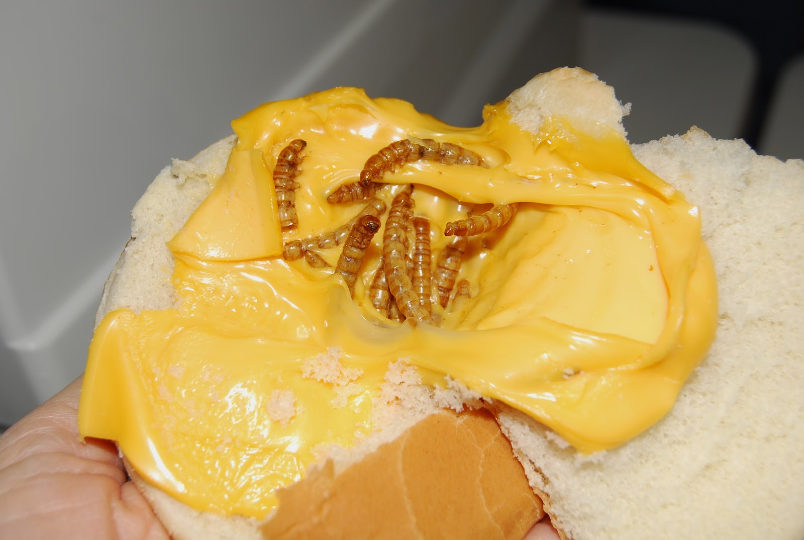 Helen A. Lockey: Maggot Melts And More At Jungle George's Sth Fla. Fair ...