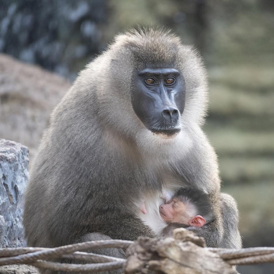 Nace un dril en Bioparc Valencia, símbolo de esperanza para su especie ...