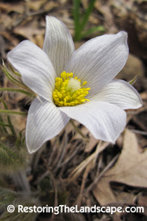 Restoring The Landscape With Native Plants: Early Flowering Prairie Natives