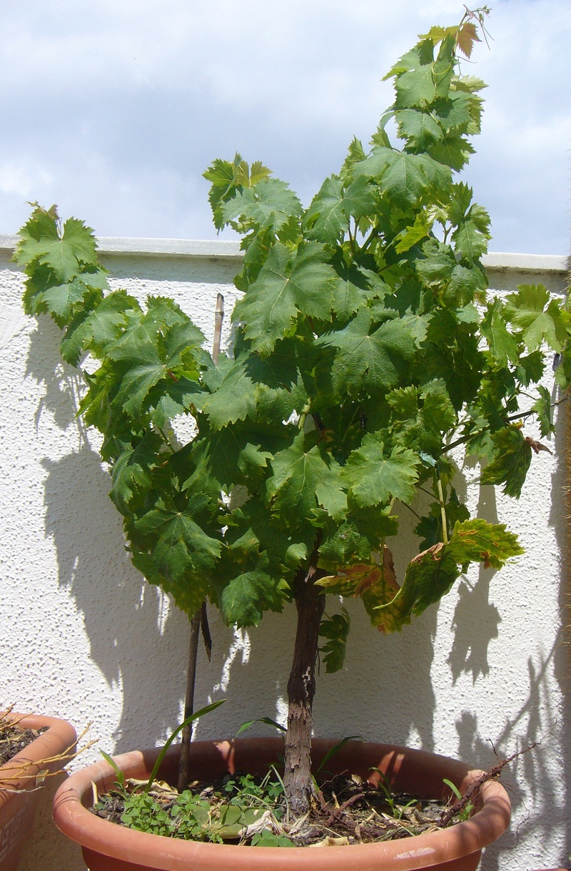 Plantas para hombres: parra