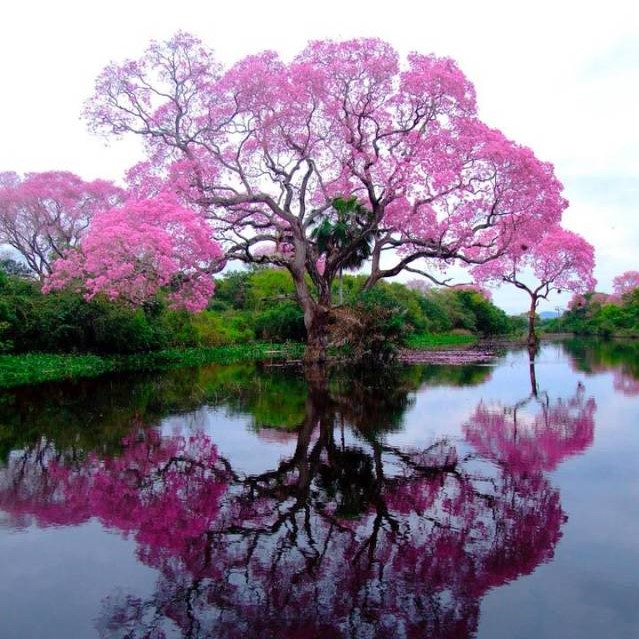 ARBICO Organics: Did You Know? The Tree Edition