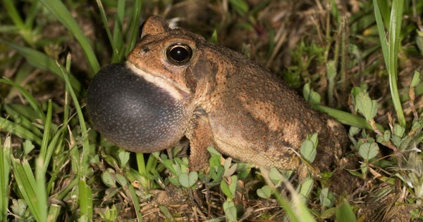 Frog Blog: American Toad vs. Fowler's Toad in TexasAnaxyrus americanus ...