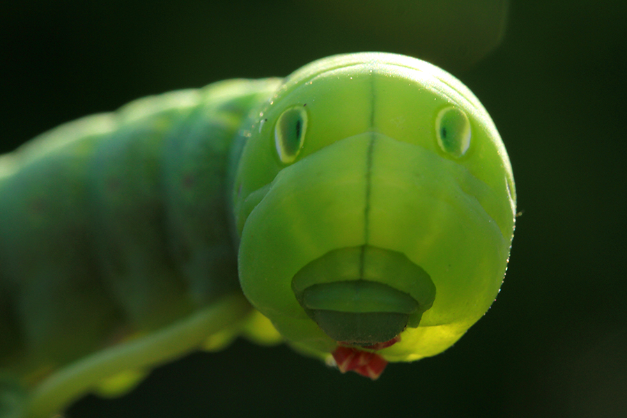 À la claire folie: Ver vert...vers?