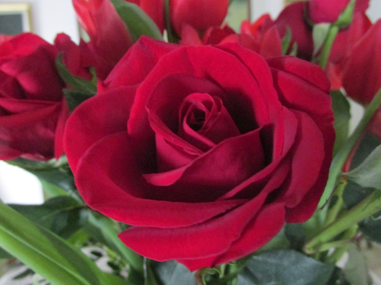 Digging In The Dirt: Red flowers