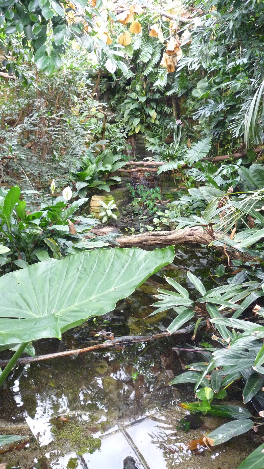 Springtamarin/ Goelditamarin/ Callimico goeldii: Lebensraum