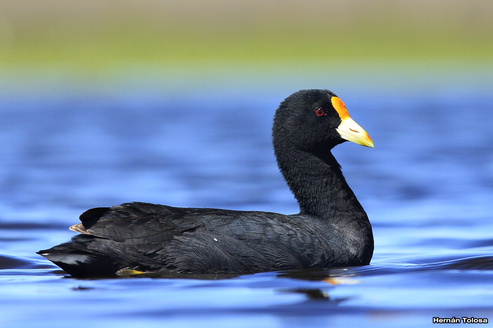 Aves de Argentina: Gallaretas